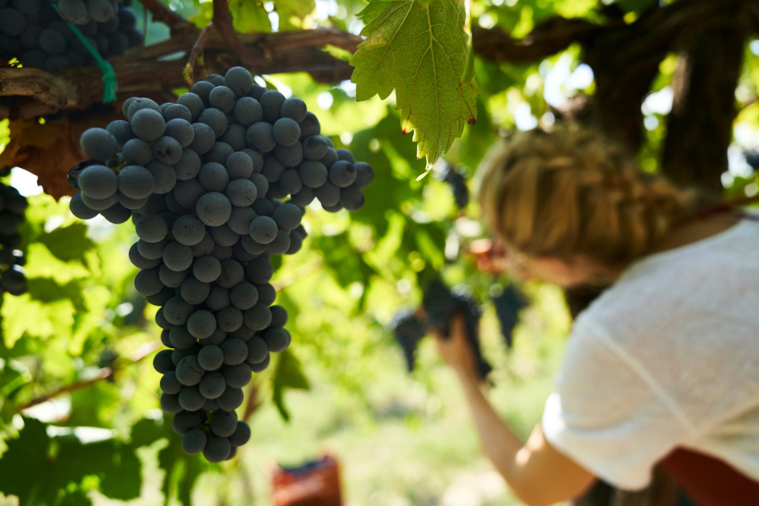 Les cépages à connaître pour comprendre l’identité des vins. - La ...