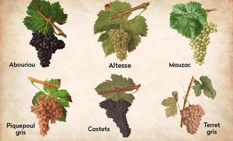 Les cépages à connaître pour comprendre l’identité des vins. - La ...