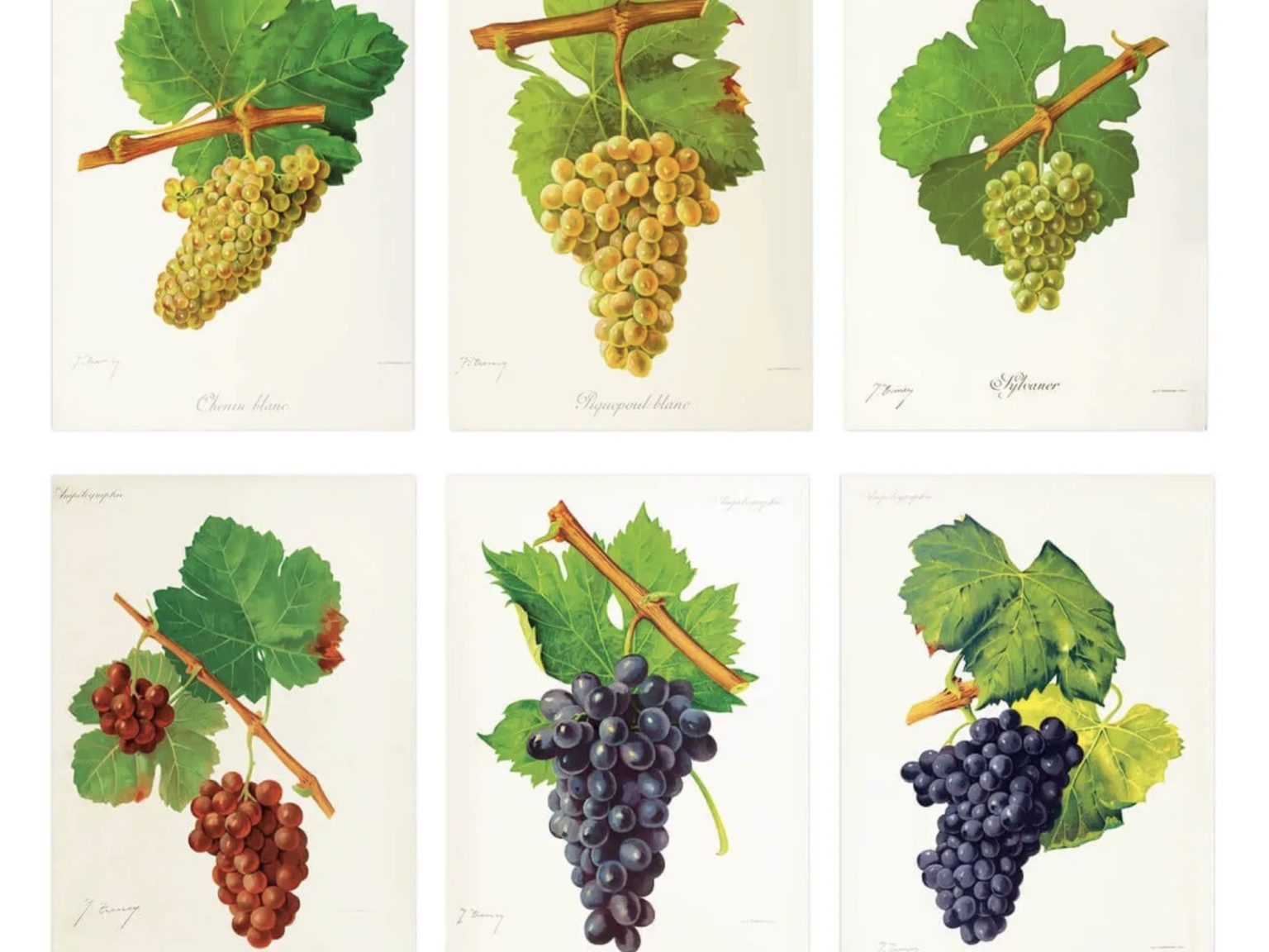 Les cépages à connaître pour comprendre l’identité des vins. - La ...