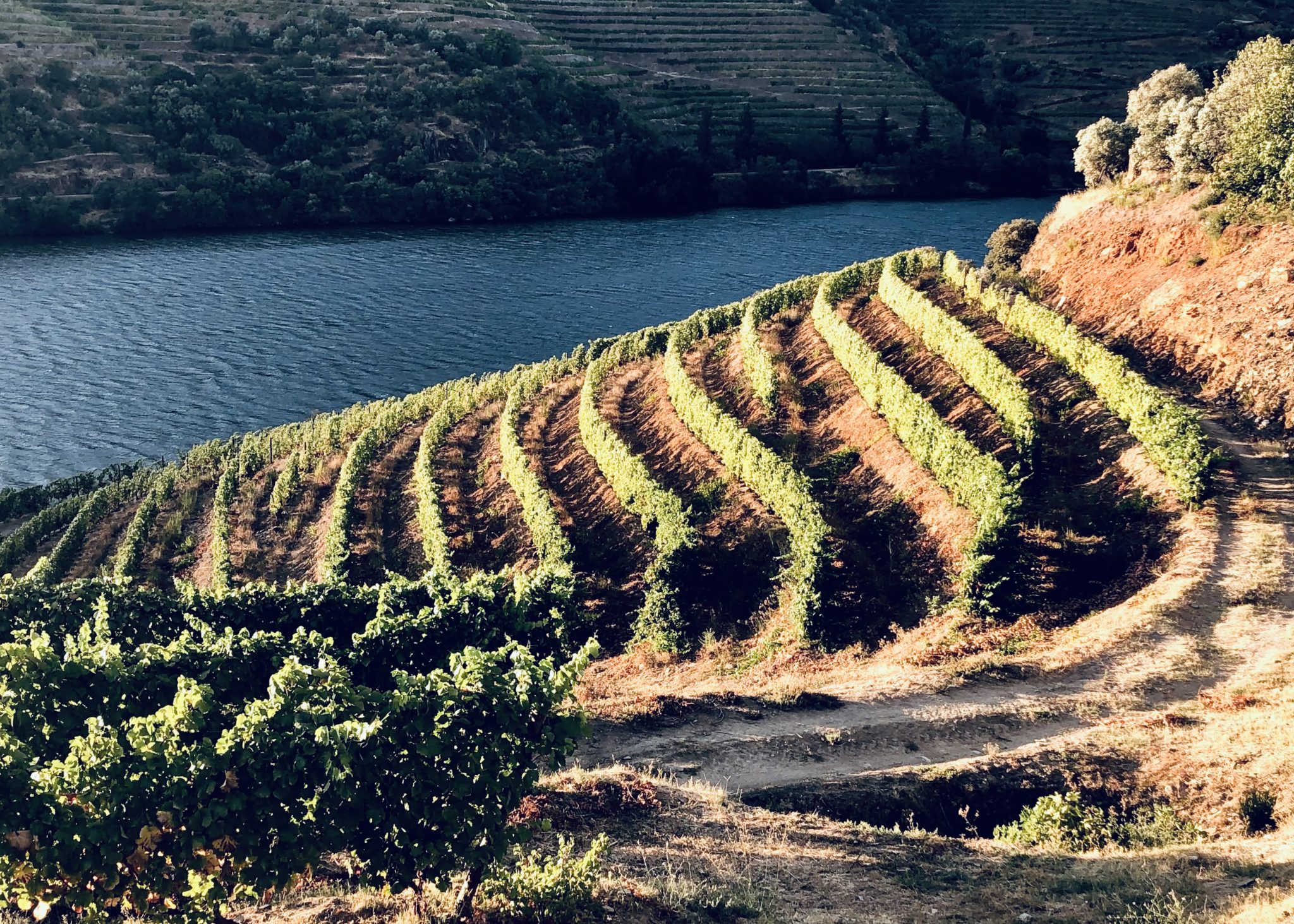 Le Porto: notre dossier pour tout savoir sur ce vin muté ! - La Maison Moga