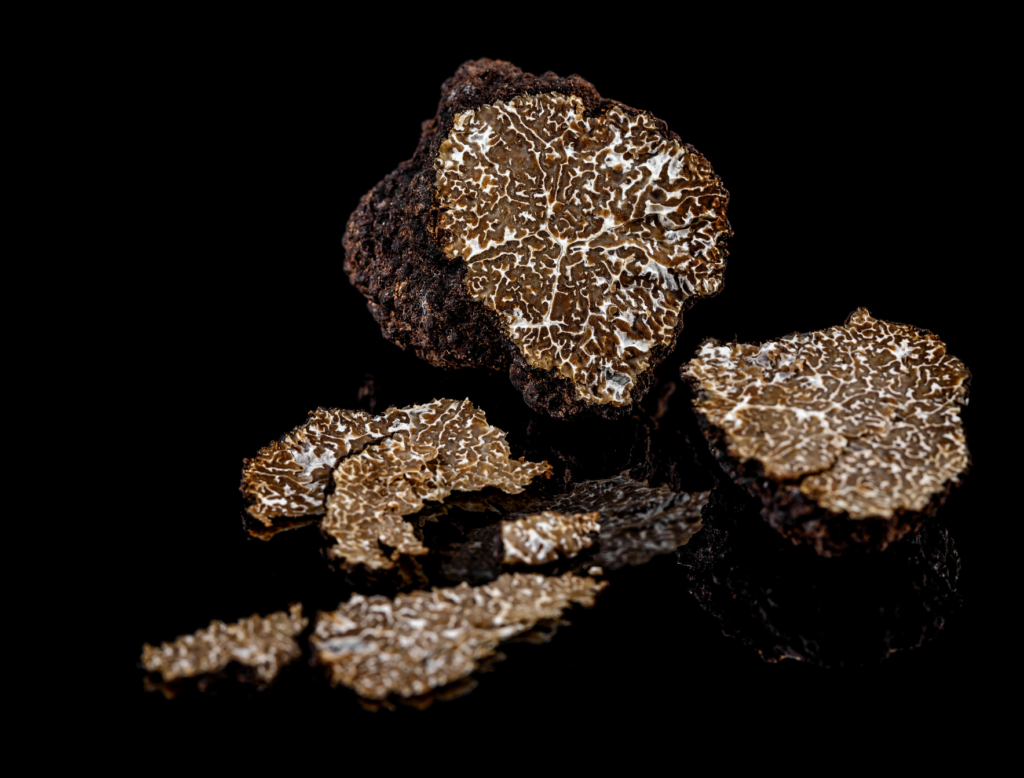 La truffe noire: saison, variétés et conseils pratiques - La Maison Moga